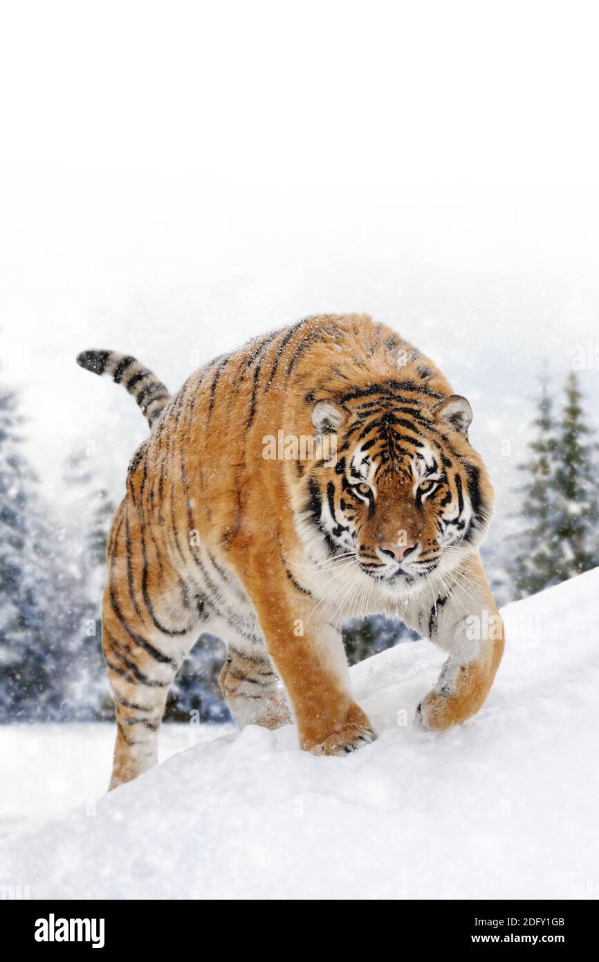 Siberian tiger snow forest hi-res stock photography and images - Alamy