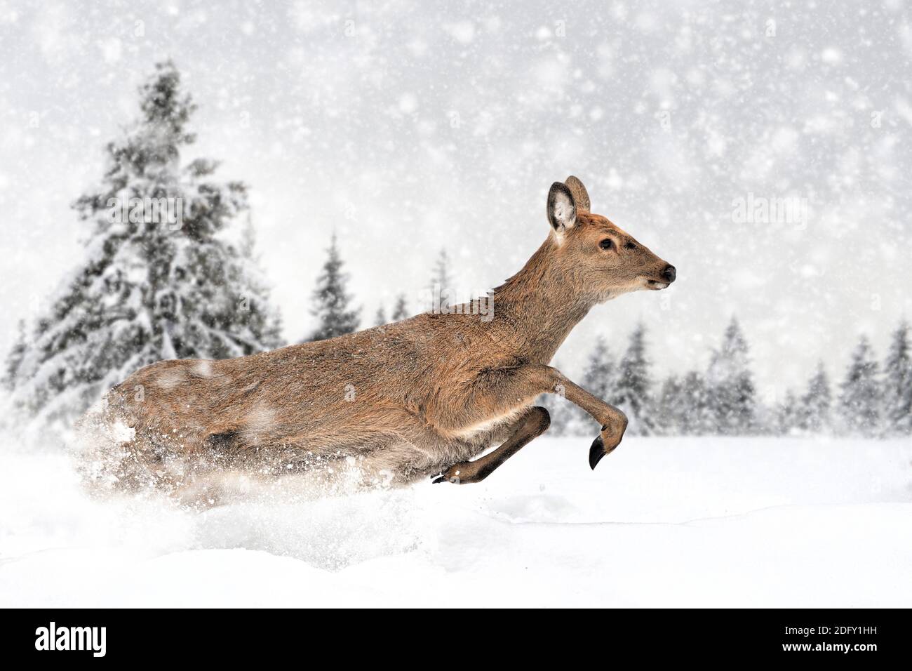 Deer Running In Snow