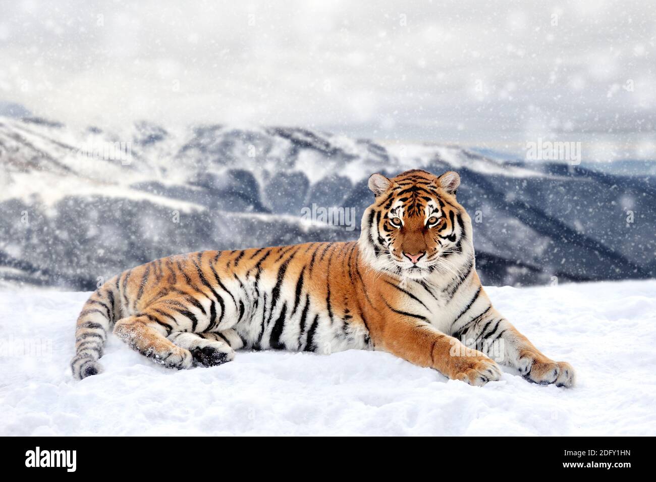 Siberian tiger snow forest hi-res stock photography and images - Alamy