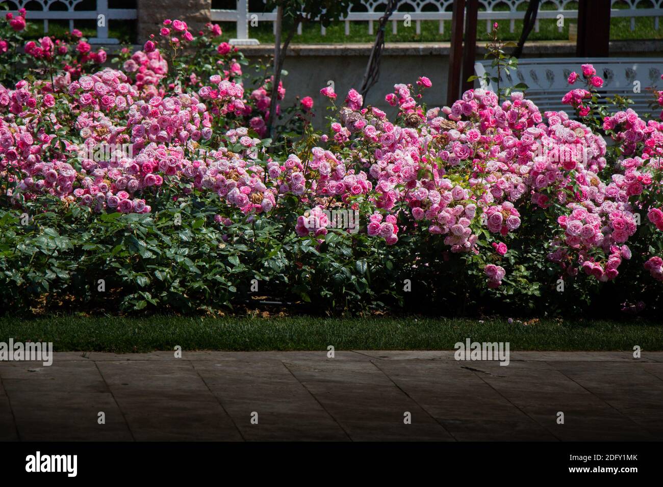 Pink roses in a botanical park in Istanbul on display Stock Photo - Alamy
