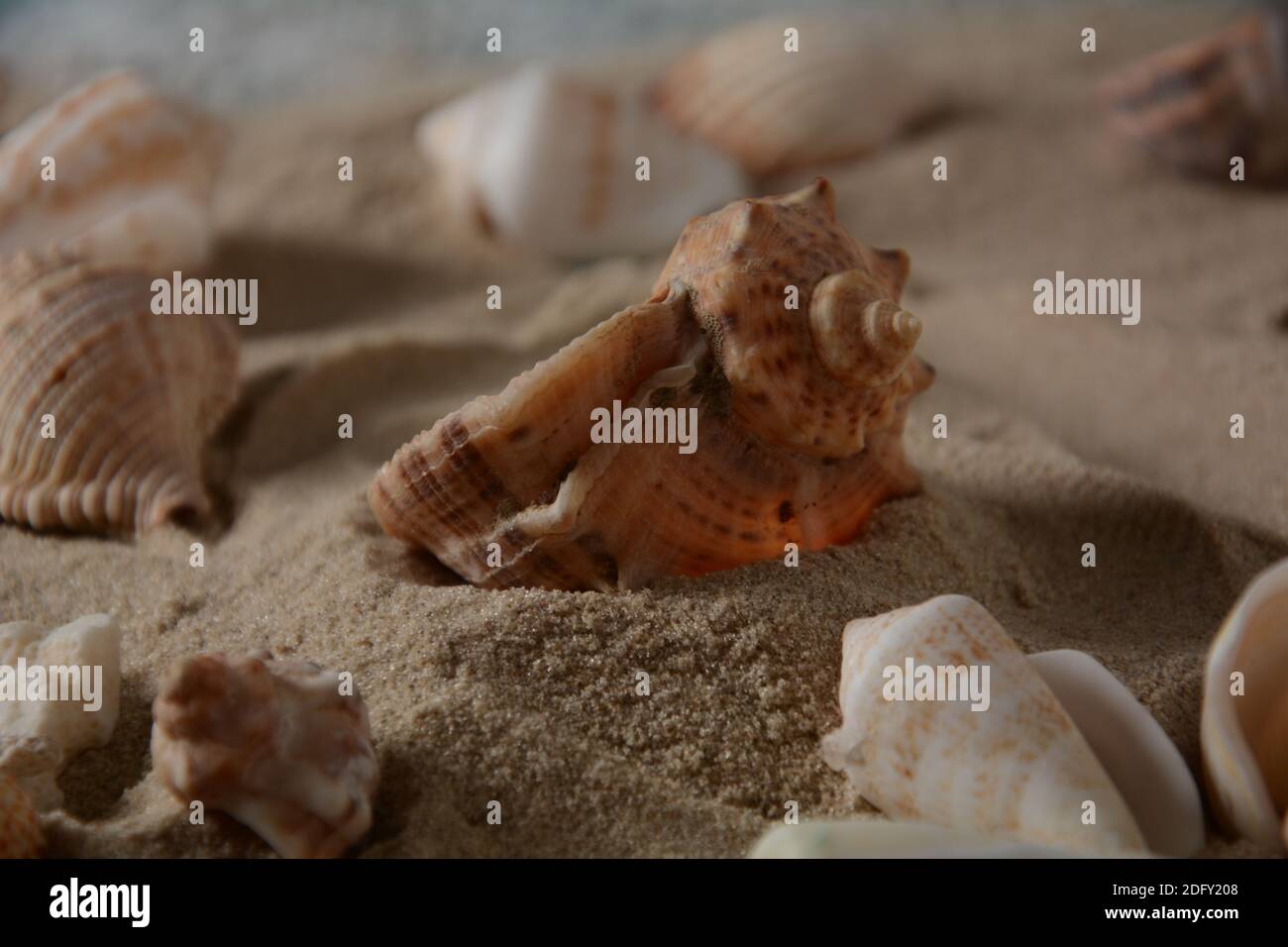 Sea shells on a sea wave color background with sand. Summer vacation ...