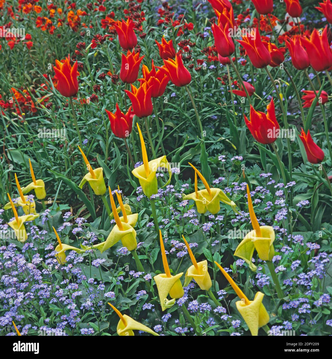 Detail of colourful border at Great Dixter Stock Photo - Alamy