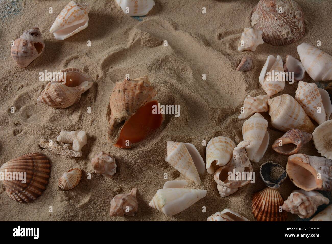 Sea shells on a sea wave color background with sand. Summer vacation ...