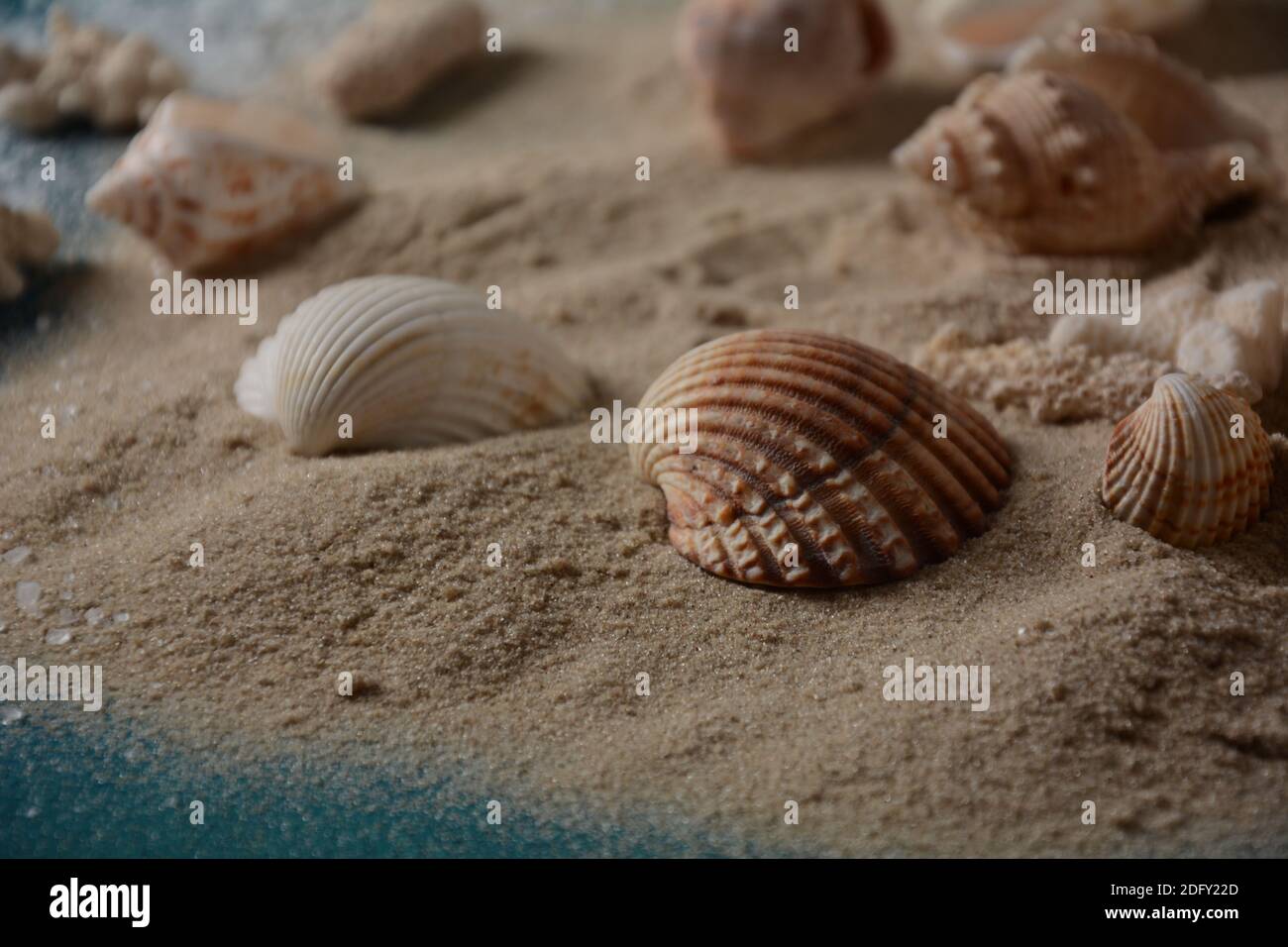 Sea shells on a sea wave color background with sand. Summer vacation ...