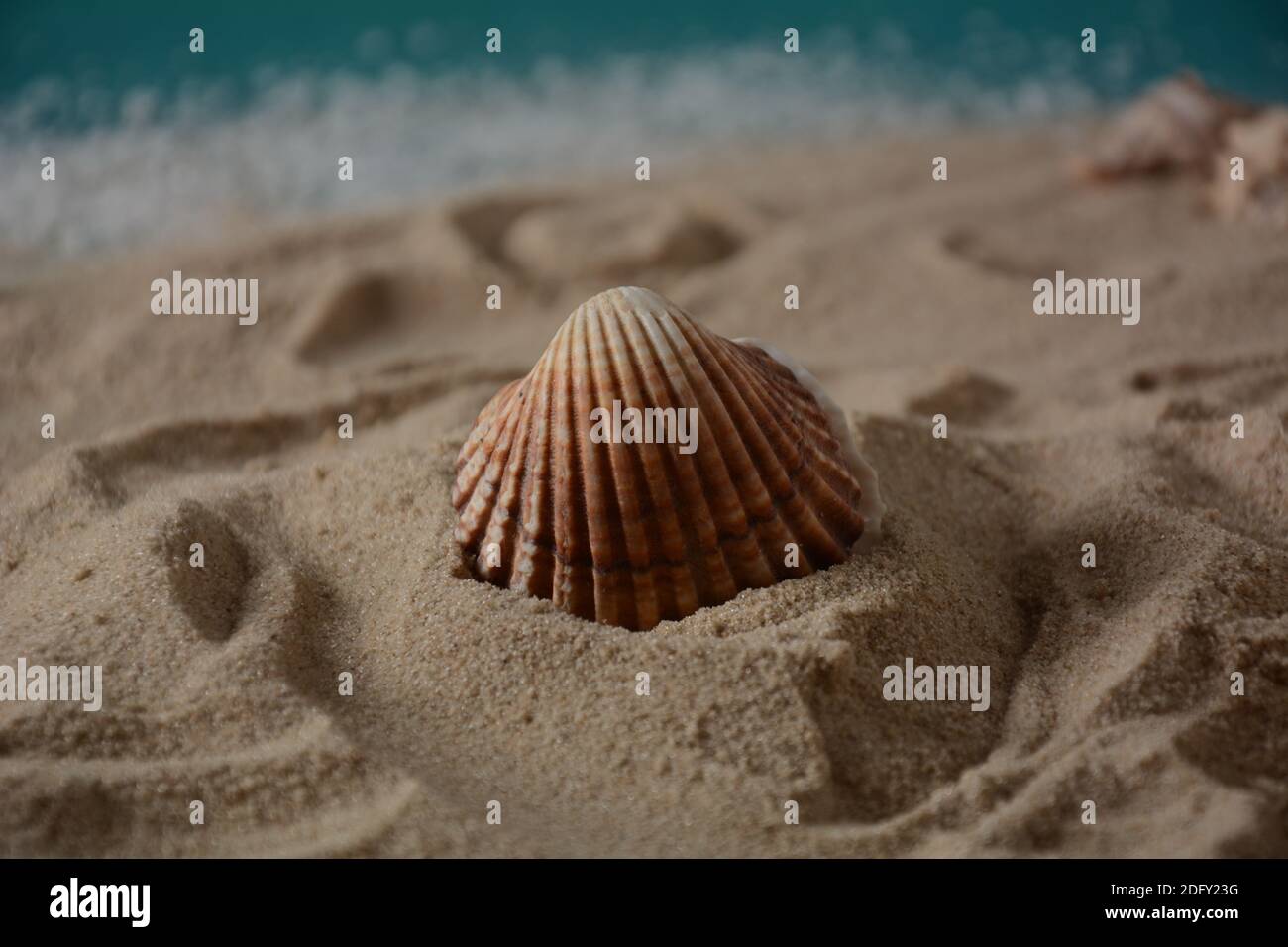 Sea shells on a sea wave color background with sand. Summer vacation ...