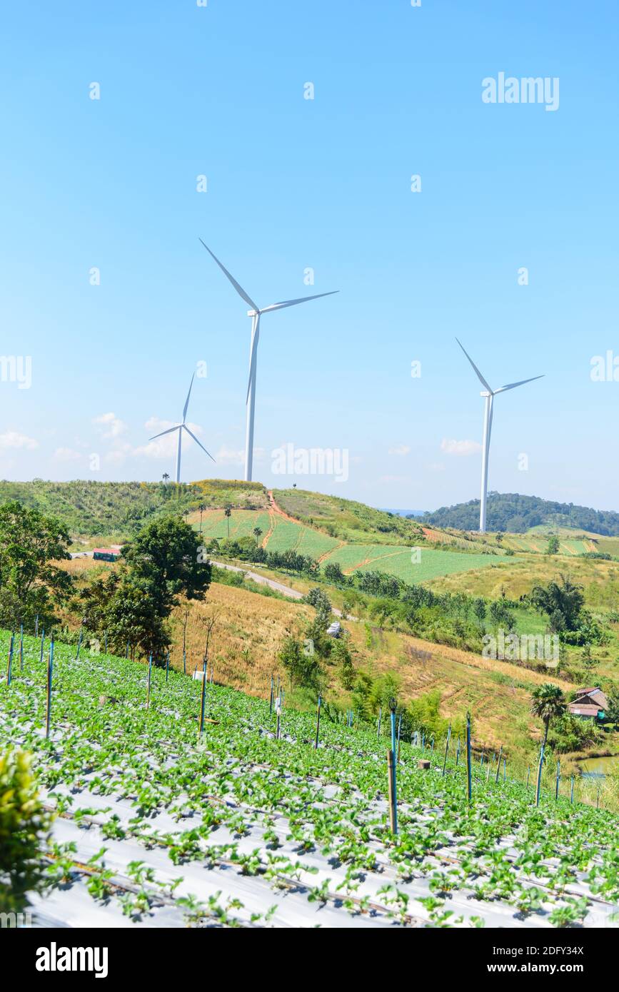 wind turbines park for make the electric power from wind in sunset time ...