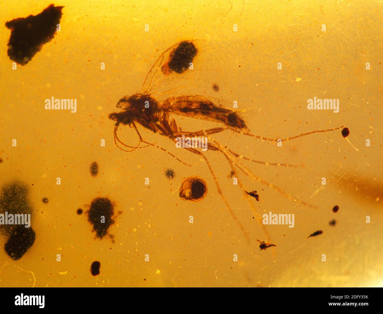 Tiny fossilized fly preserved inside a piece of 99 million year old ...