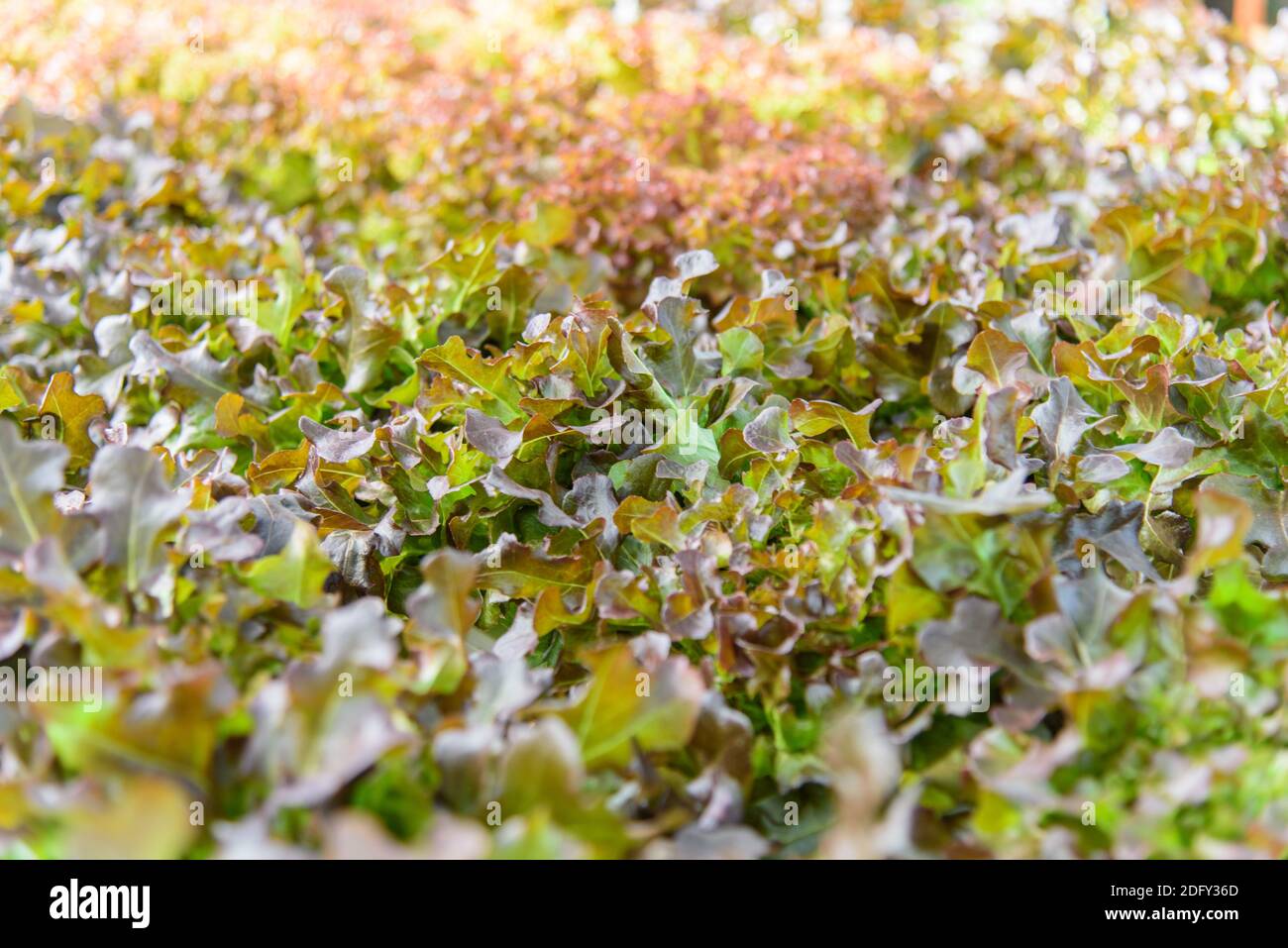 red coral vegetable in water trough of hydroponics Stock Photo - Alamy