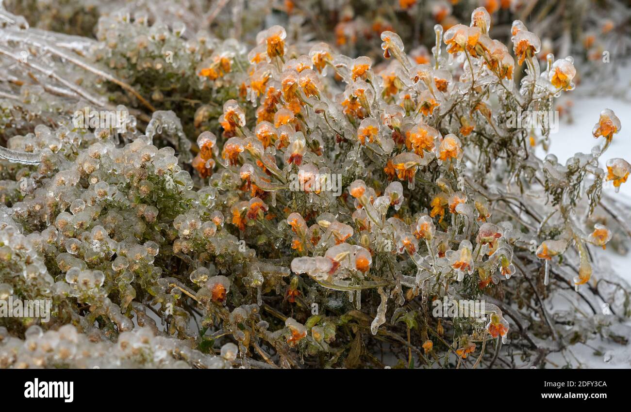 Flowers are covered with a crust of ice after icy rain. Natural ...