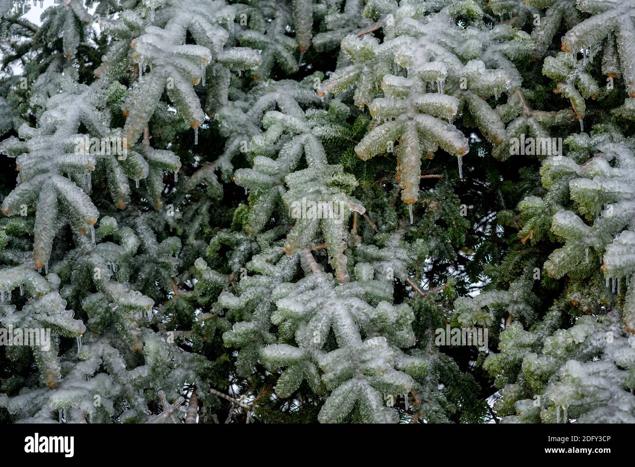 Trees are covered with a crust of ice after icy rain. Natural disaster ...