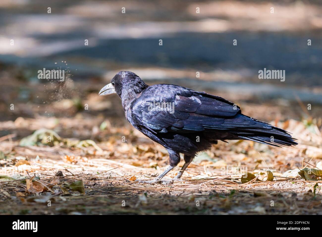 Rook bird or Corvus frugilegus on a ground Stock Photo - Alamy