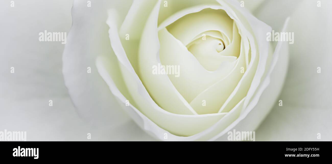Abstract floral background, white rose flower petals. Macro flowers ...