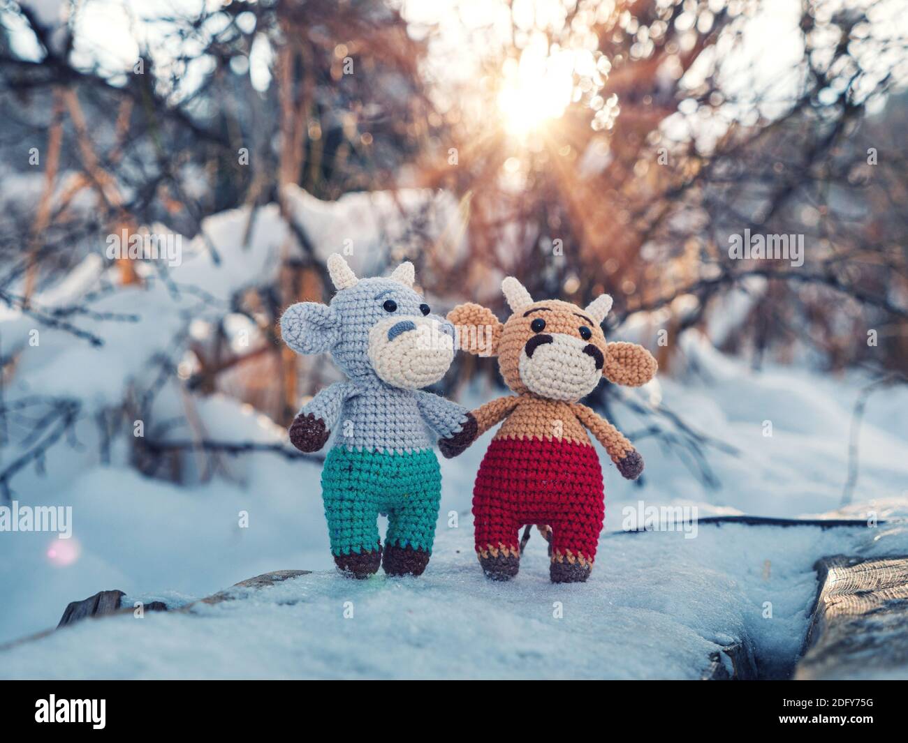 Funny cow in snow hi-res stock photography and images - Alamy