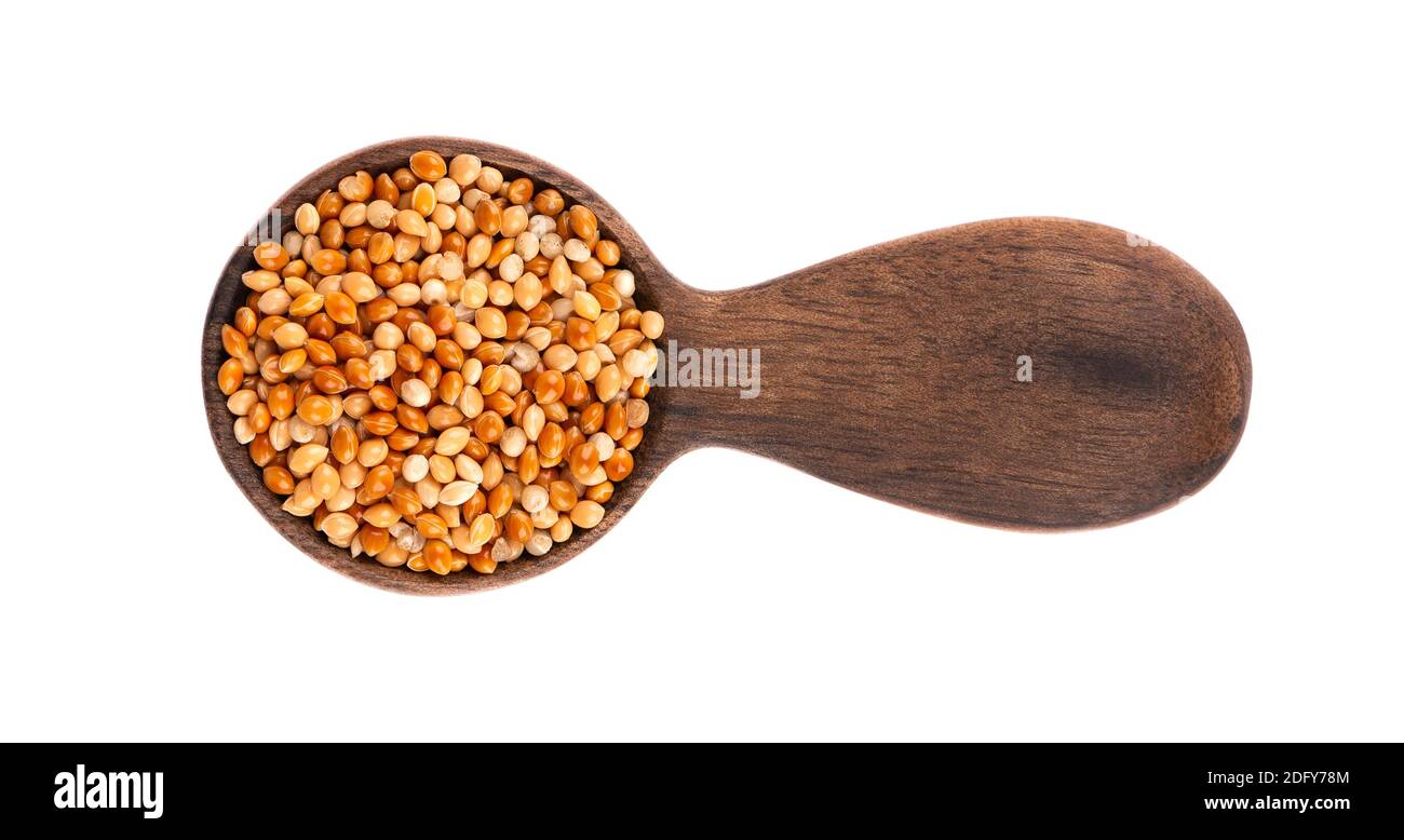 Millet in wooden spoon, isolated on white background. Unpeeled millet ...