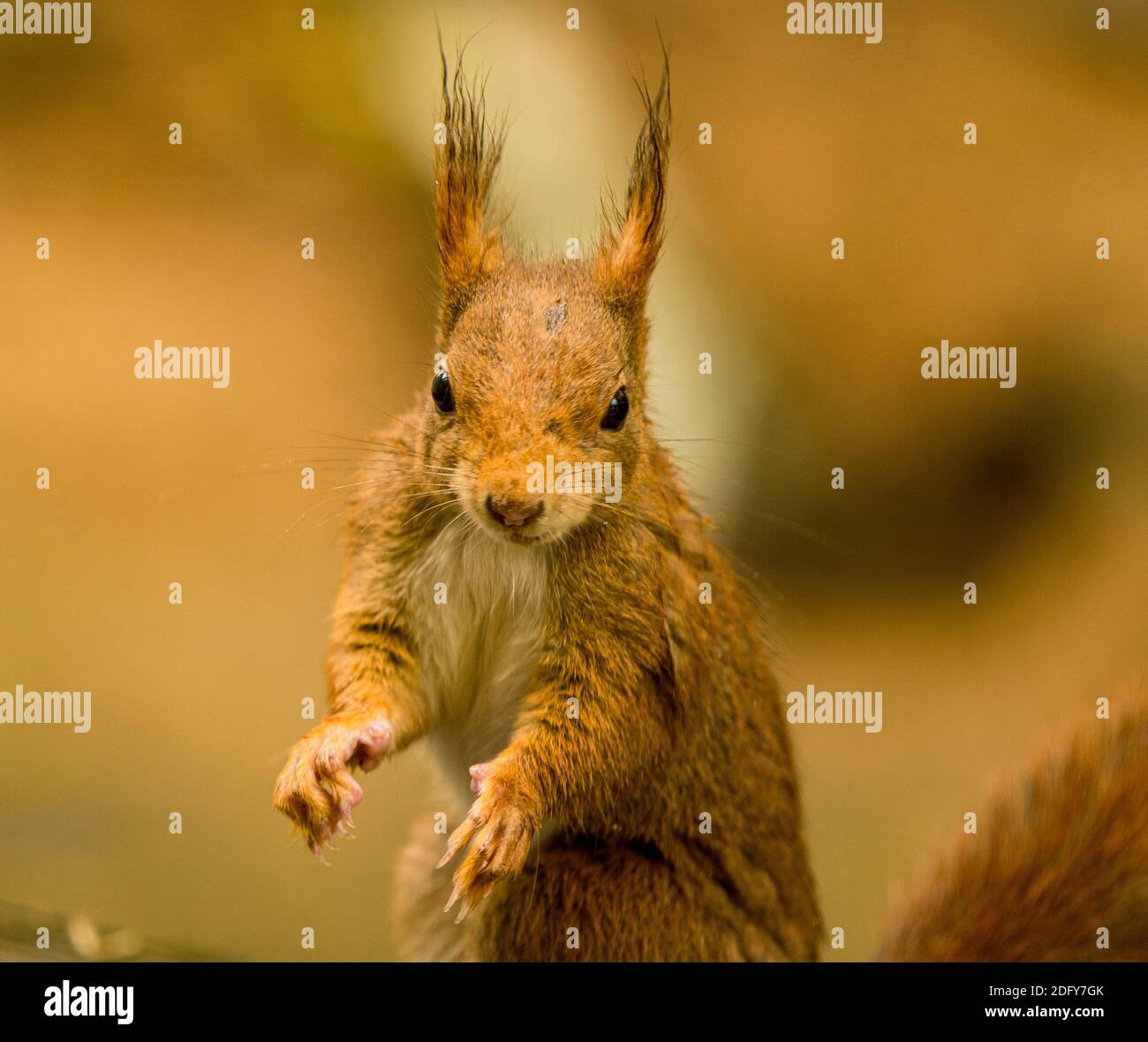 Squirrel with hands Portrait looking into camera Stock Photo - Alamy