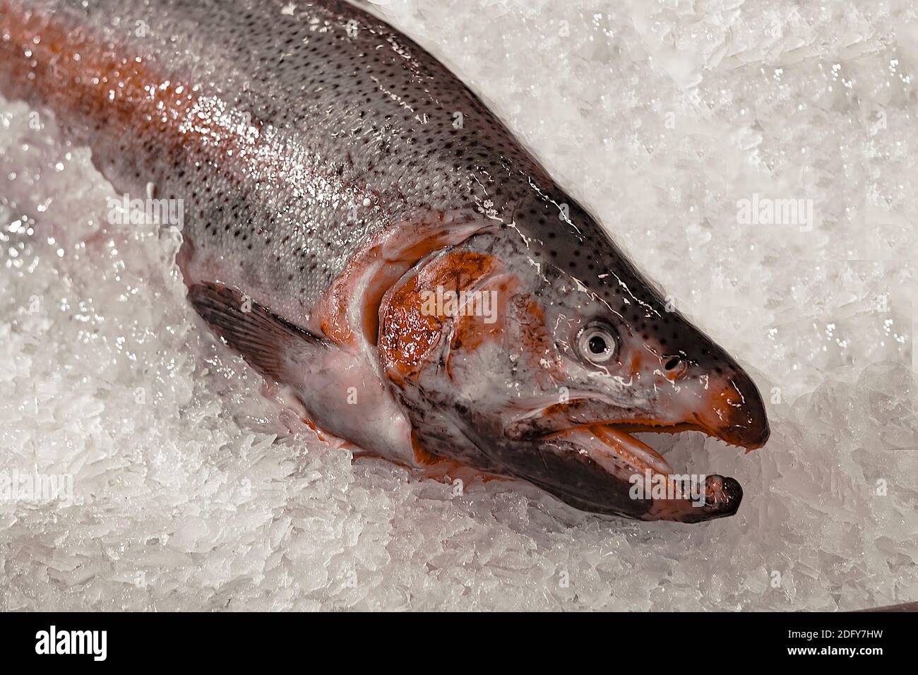 Front and top view. Humpback nose and predatory fish teeth Stock Photo ...