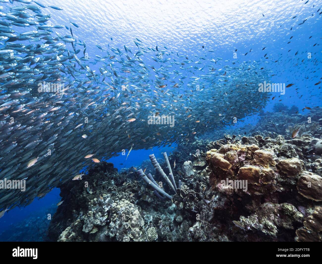 Bait ball, school of fish in turquoise water of coral reef in Caribbean ...