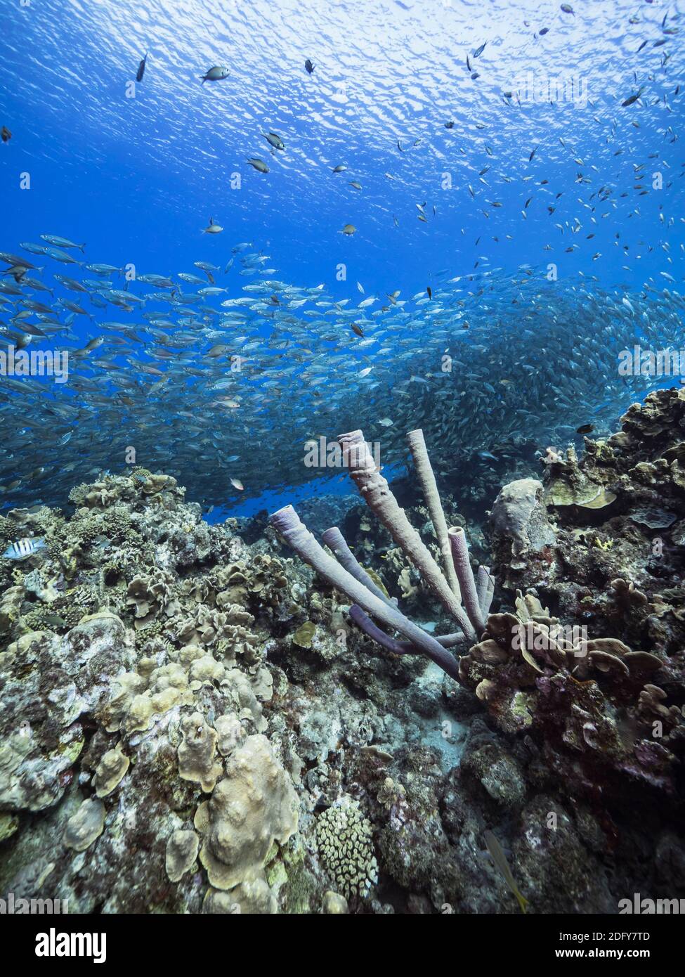 Bait ball, school of fish in turquoise water of coral reef in Caribbean ...
