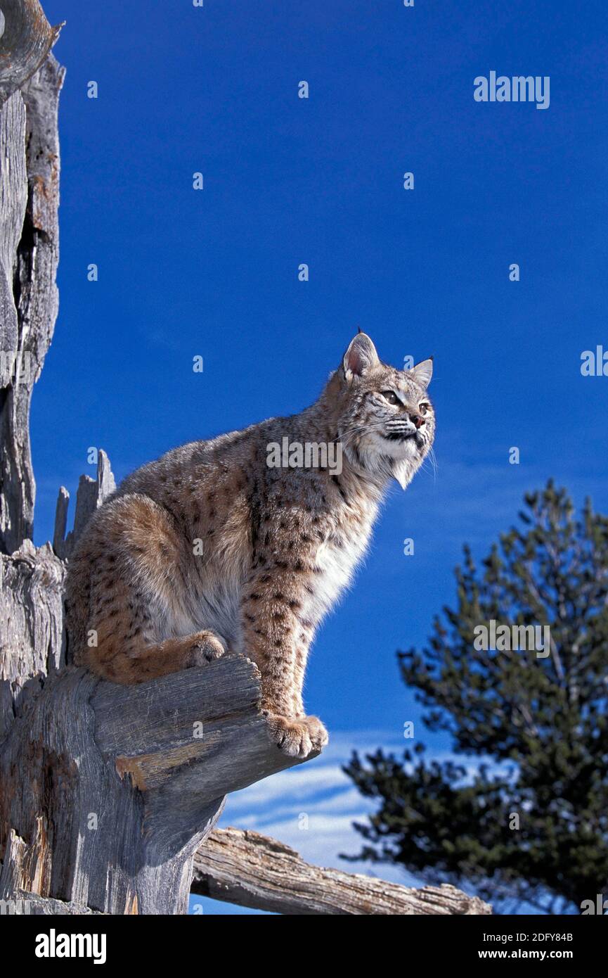 Canada lynx sitting in lynx hi-res stock photography and images - Alamy