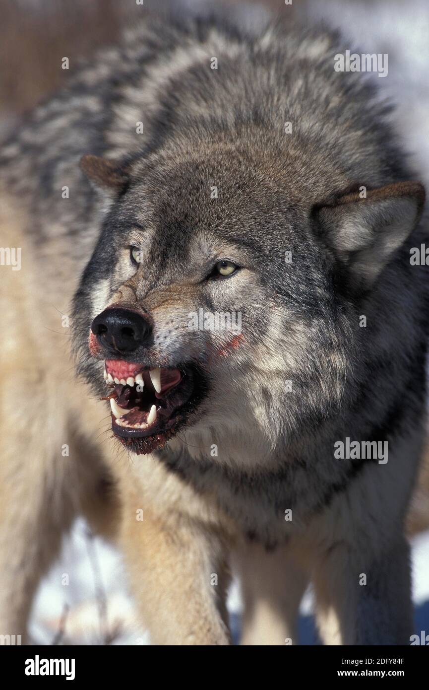 North American Grey Wolf, canis lupus occidentalis, Adult in Defensive ...