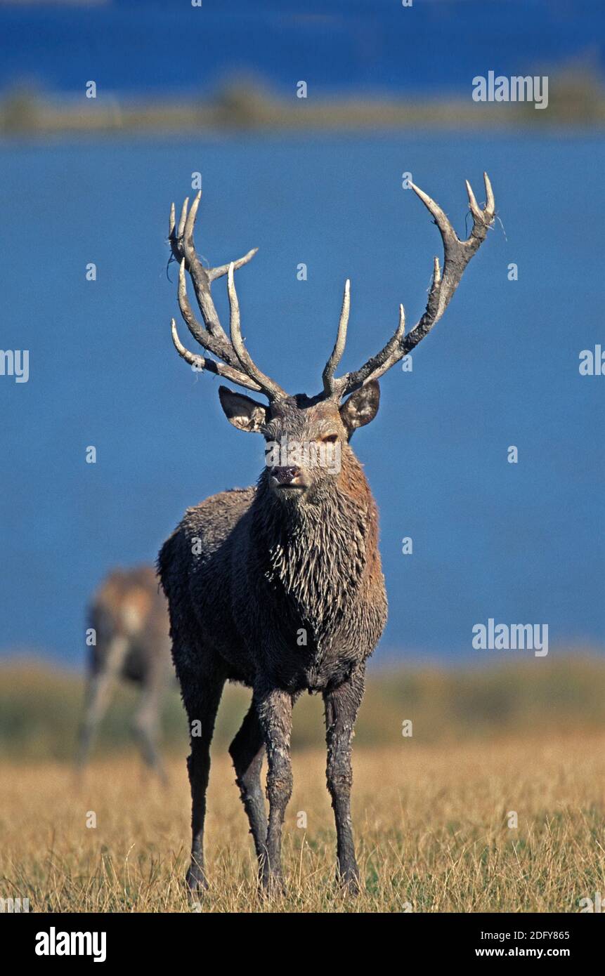 Red Deer, cervus elaphus, Male with Long Antlers Stock Photo - Alamy