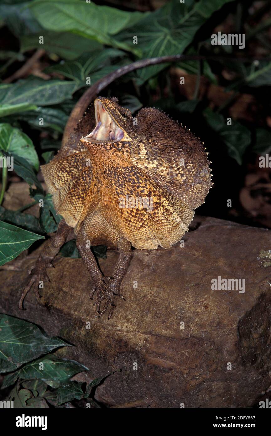 Frill Necked Lizard, chlamydosaurus kingii, Adult with Frill Raised and ...