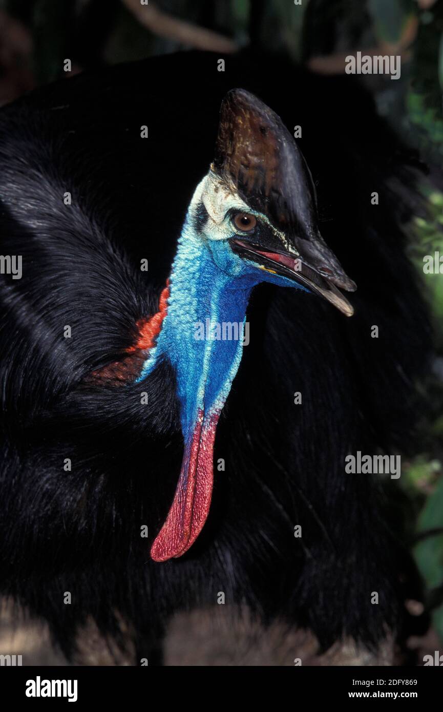 Southern Cassowary or Double-Wattled Cassowary, casuarius casuarius, Adult Stock Photo - Alamy