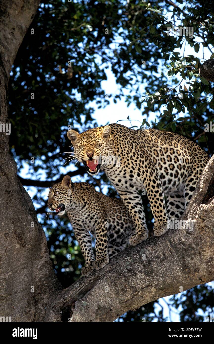 Leopard, panthera pardus, Cub with Female snarling, Samburu Park in ...
