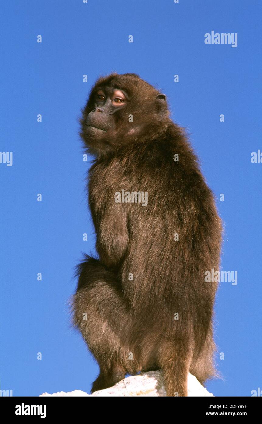 Gelada Baboon, theropithecus gelada, Female against Blue Sky Stock ...