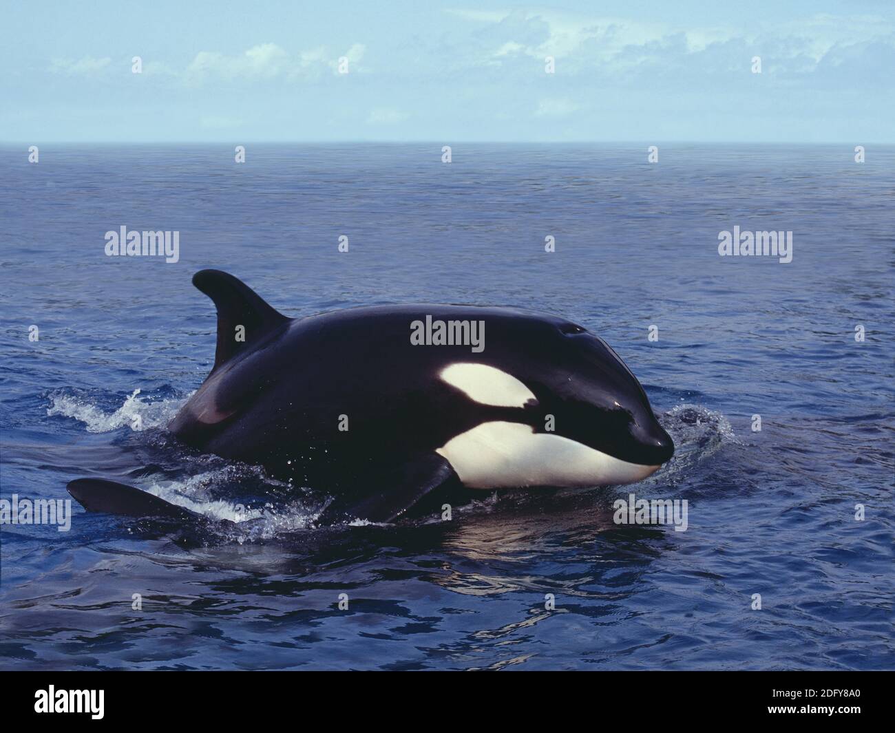 Killer whale channel hi-res stock photography and images - Alamy