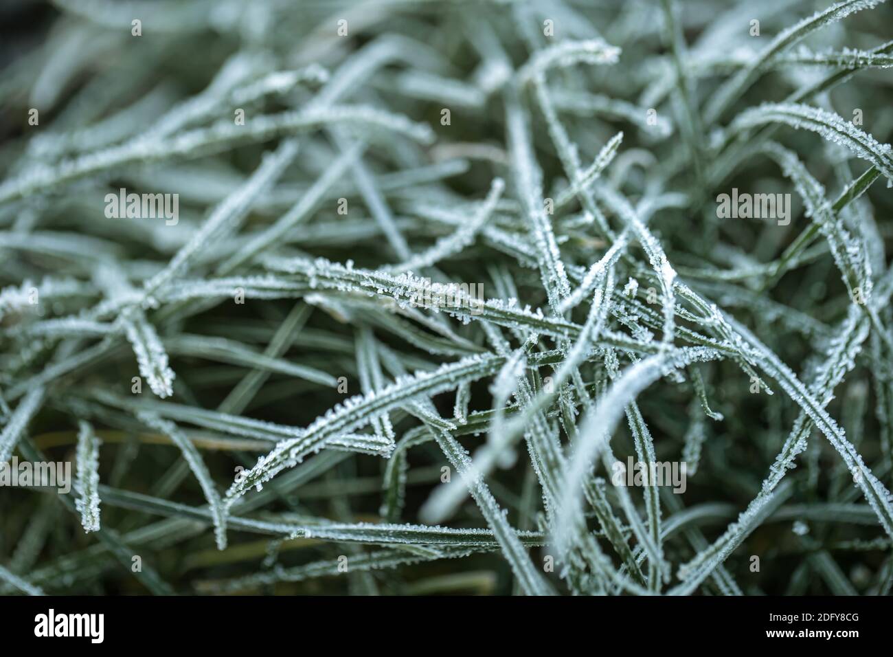 Grass and leaves were frozen with morning frost in the light of the ...