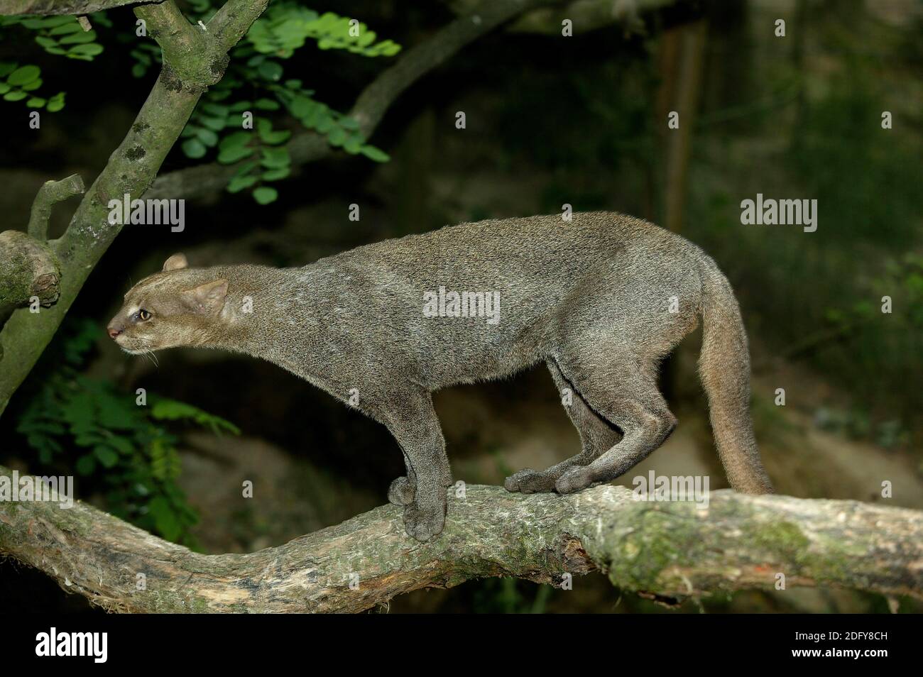 Jaguarundi, herpailurus yaguarondi, Adult standing on Branch Stock ...