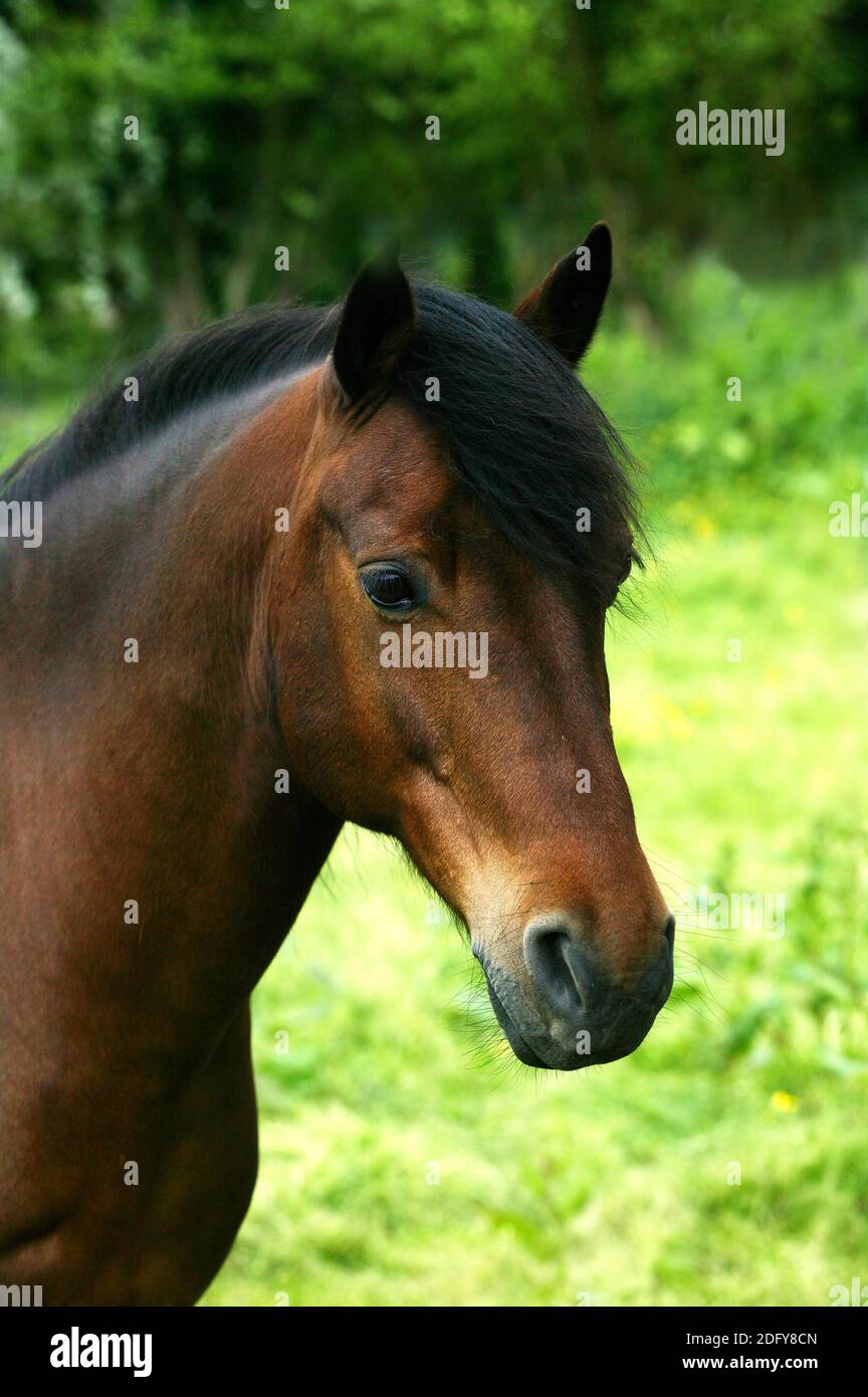 French Saddle Pony, Portrait of Adult Stock Photo - Alamy