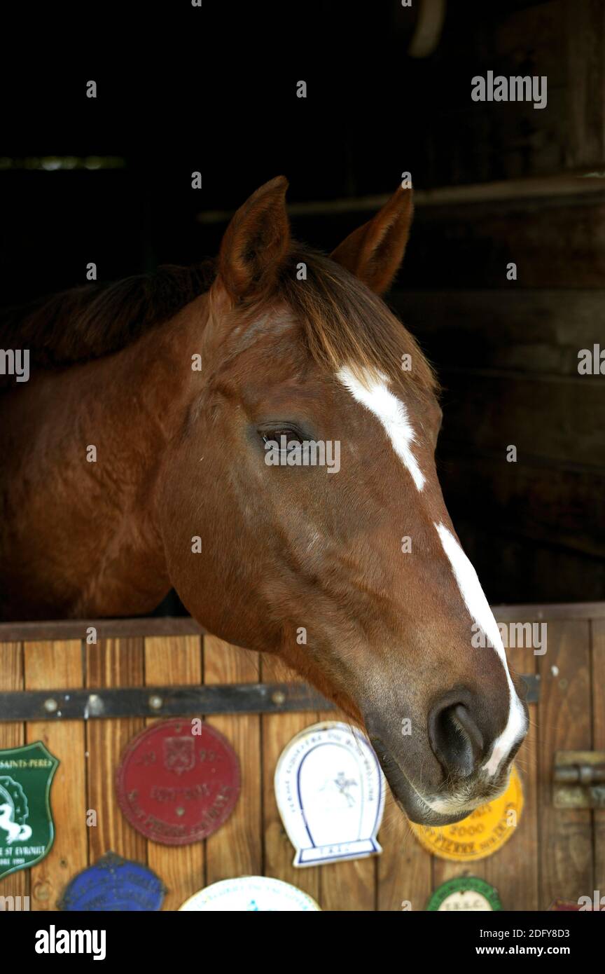 Horse at Loose Box, Normandy Stock Photo - Alamy