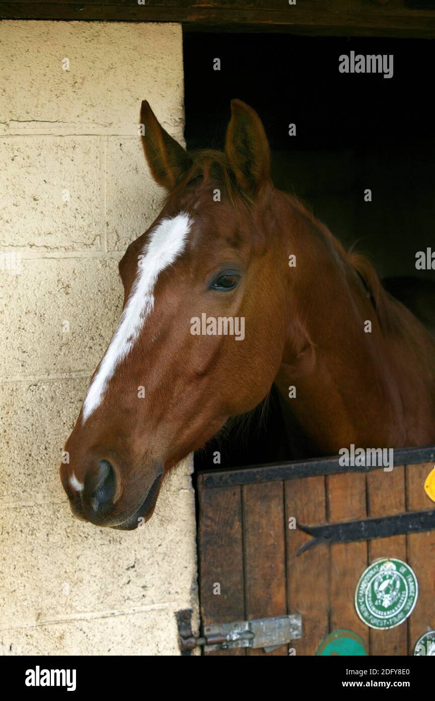 Horse at Loose Box, Normandy Stock Photo - Alamy