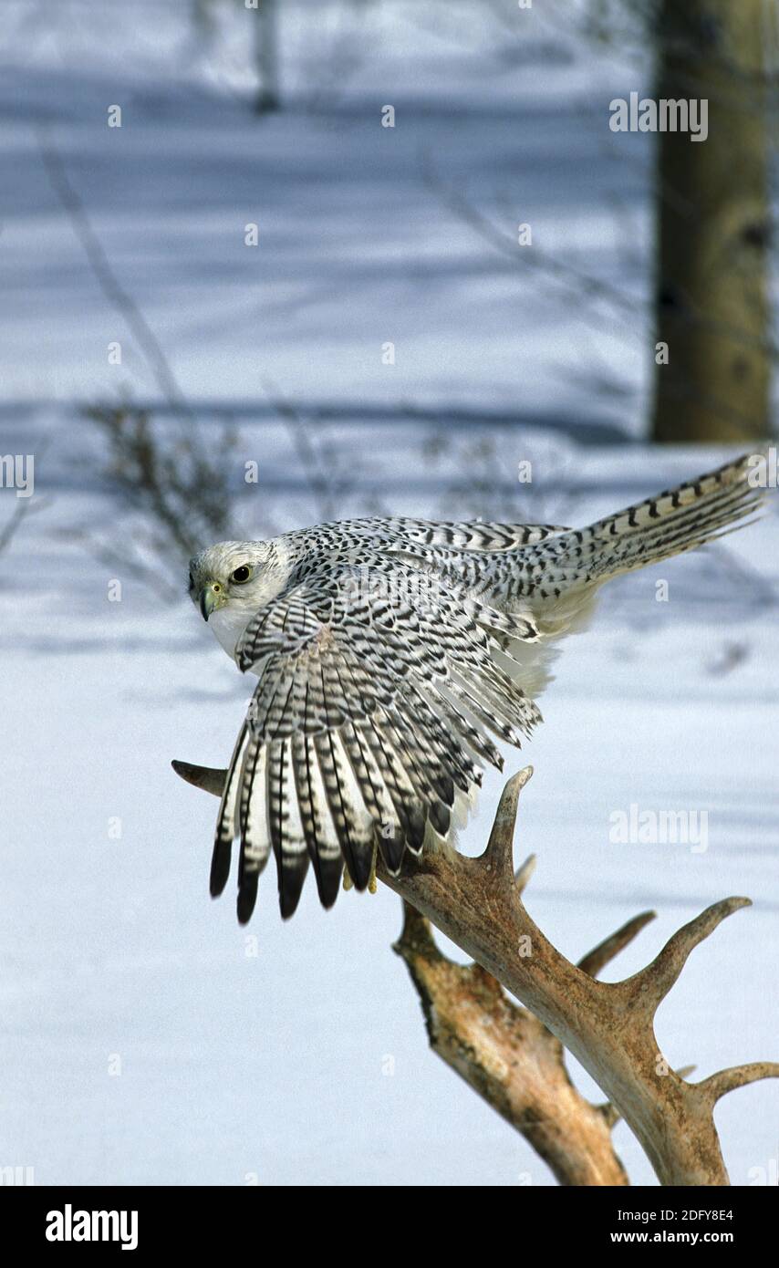 Gyrfalcon, falco rusticolus, Adult in Flight, Taking off from Elk Horns ...