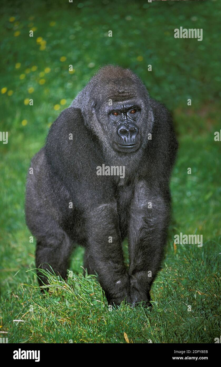 Eastern Lowland Gorille, gorilla gorilla grauer, Female standing on ...