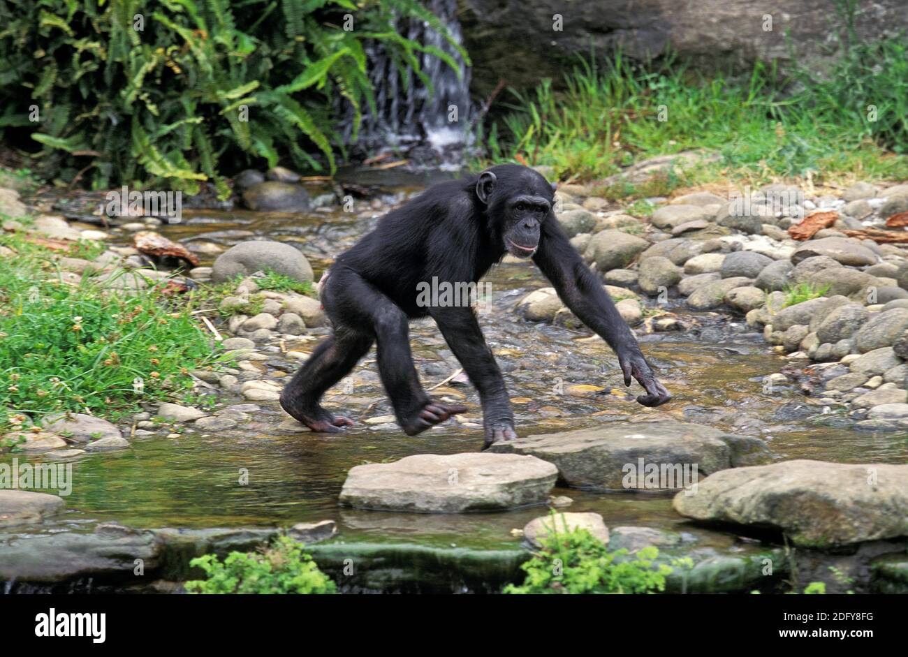 Monkey crossing the water hi-res stock photography and images - Alamy