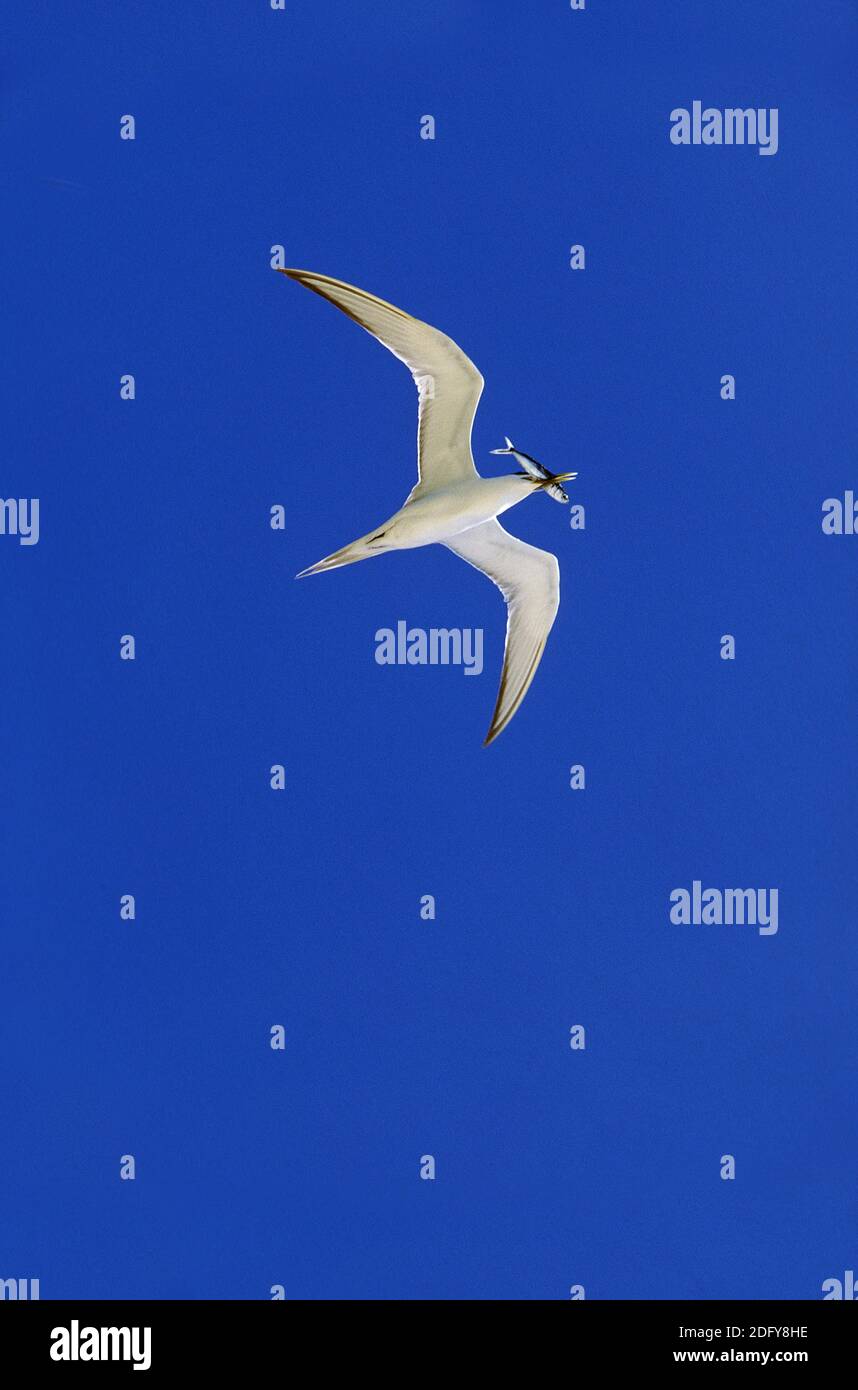 Swift Tern, sterna bergii, Adult in Flight, with Fish in Beak ...