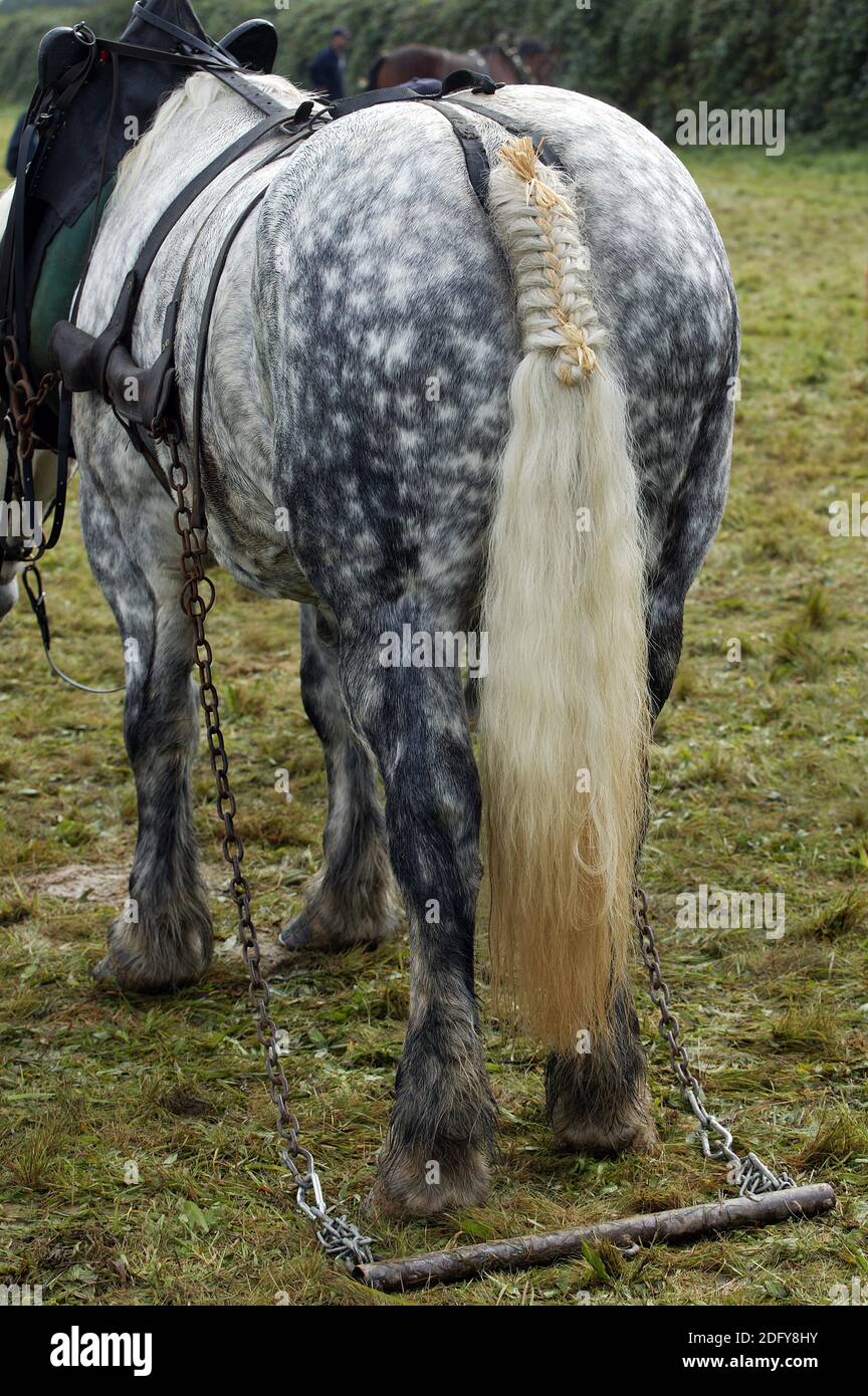 Draft horse rear view hi-res stock photography and images - Alamy