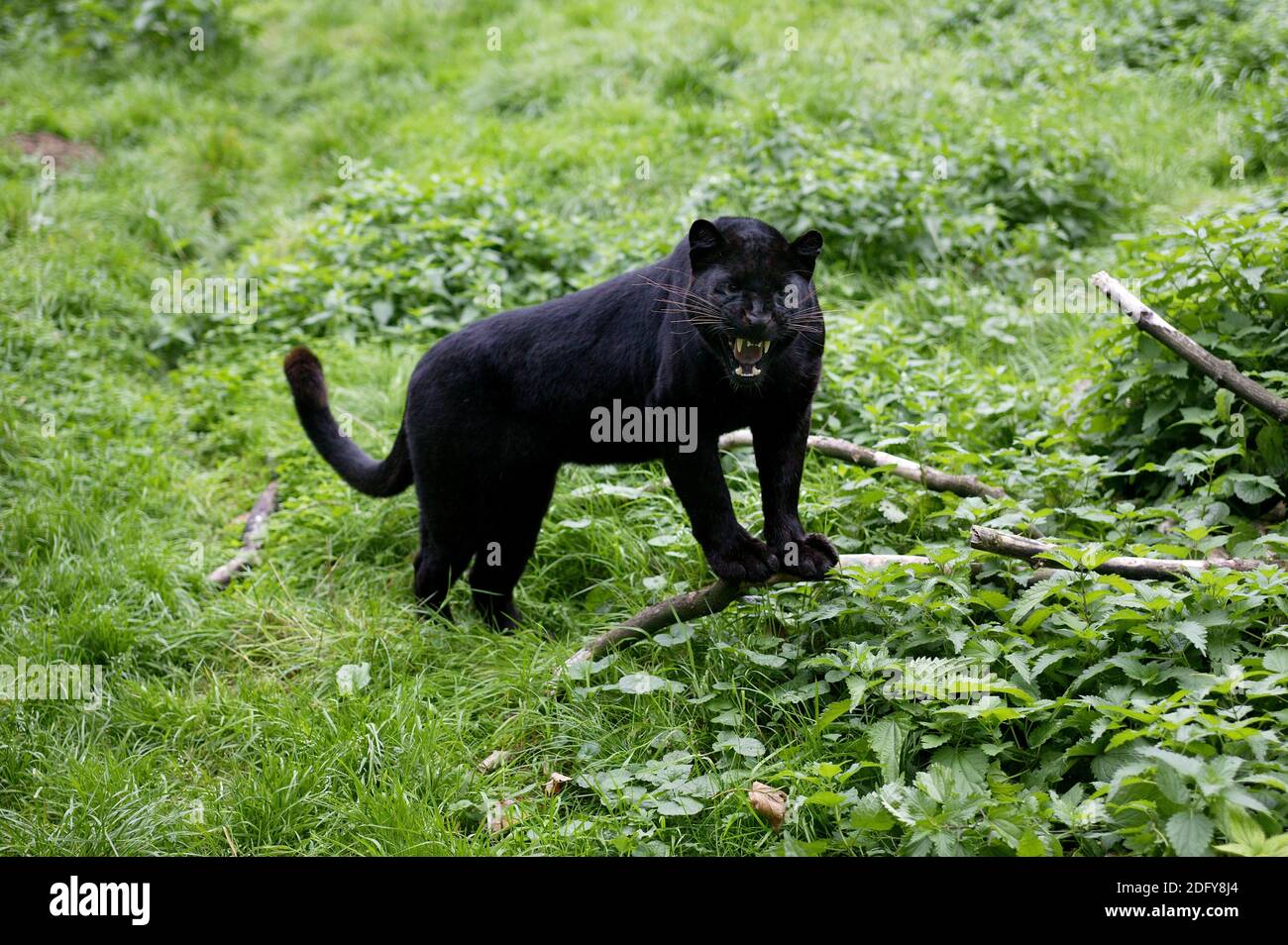 Black Panther, panthera pardus, Adult snarling in Defensive Posture ...