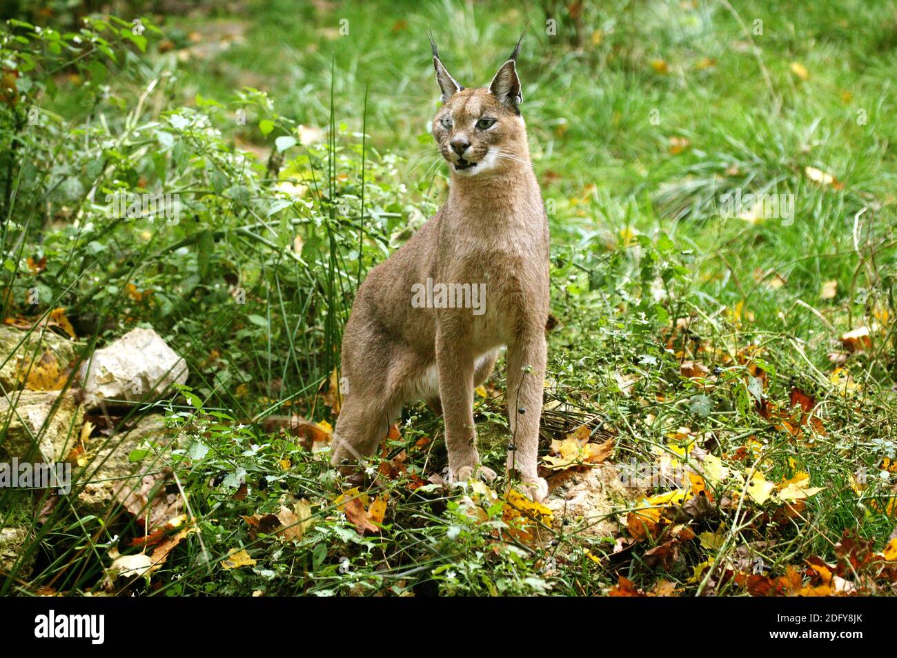 Caracal, caracal caracal, Adult standing on Grass Stock Photo - Alamy
