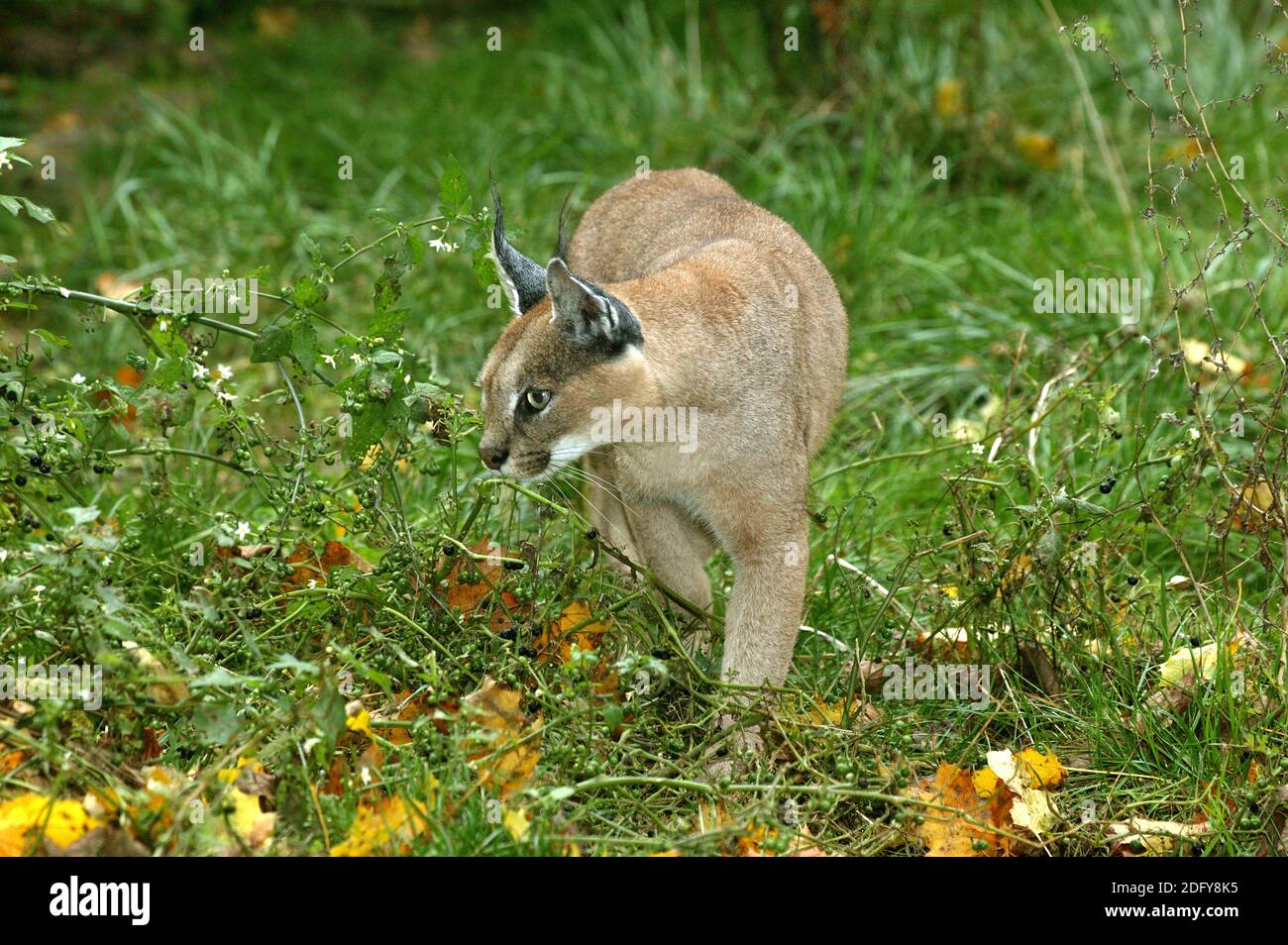 Caracal, caracal caracal, Adult standing on Grass Stock Photo - Alamy