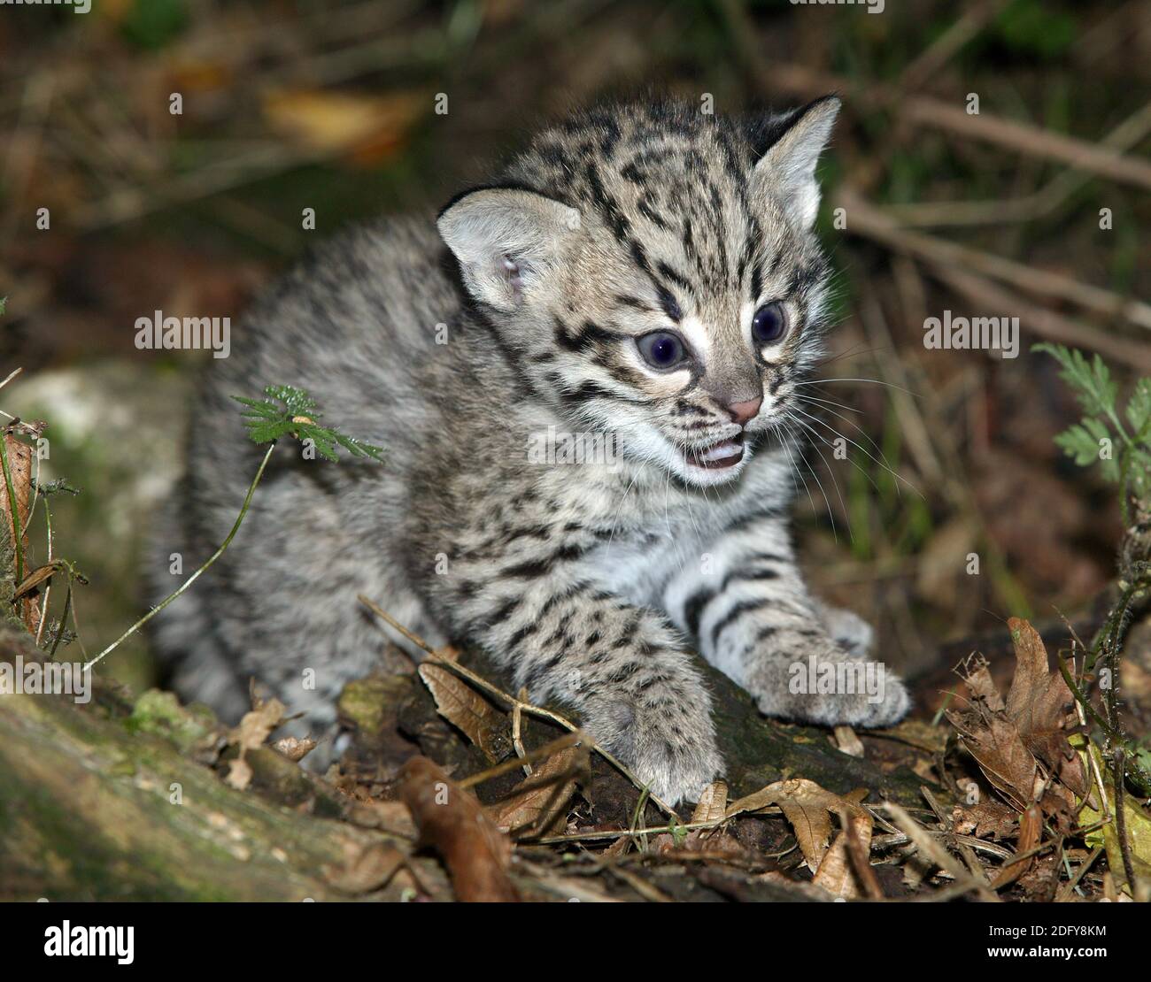 Oncifelis geoffroyi hi-res stock photography and images - Alamy