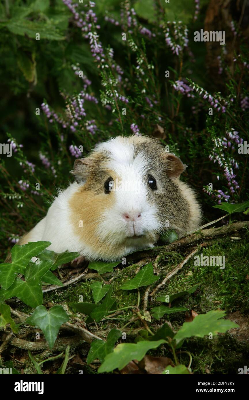 Guinea Pig, cavia porcellus Stock Photo - Alamy