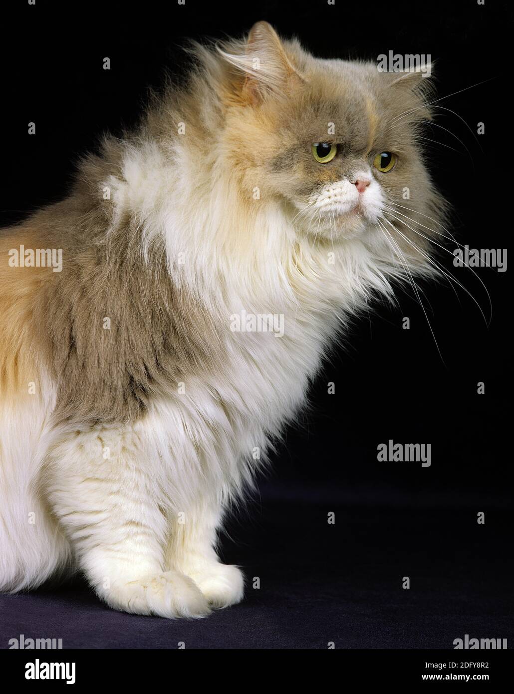 Persian tricolor cat hi-res stock photography and images - Alamy