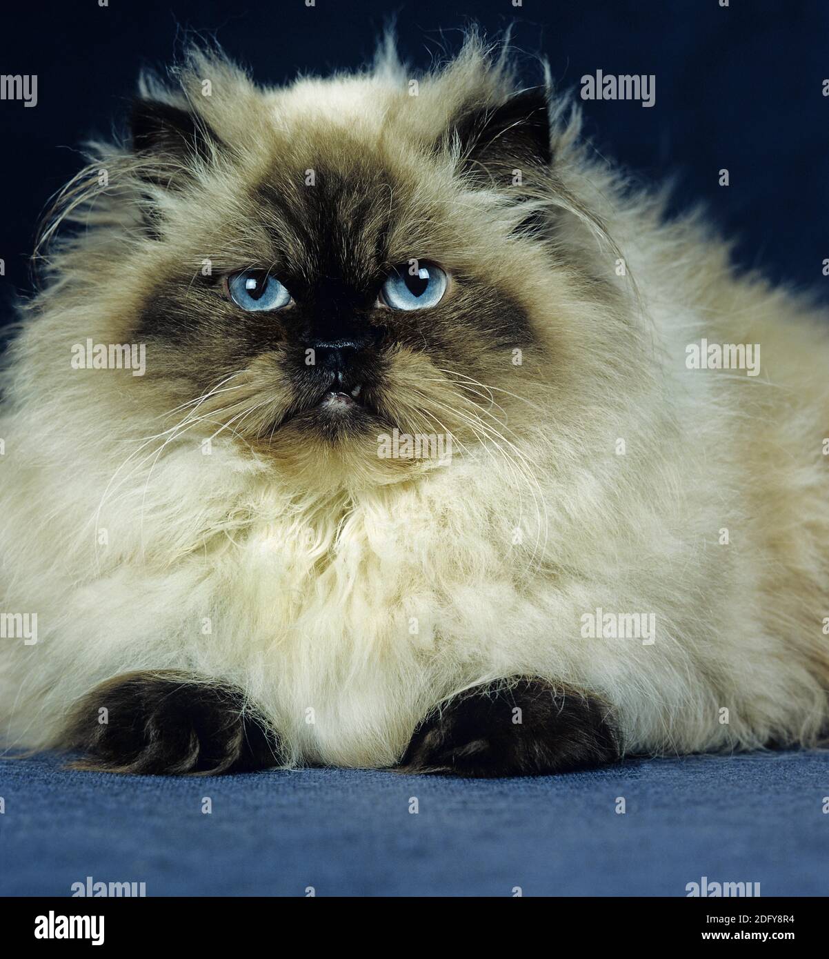Colourpoint Seal Point Persian Domestic Cat Stock Photo - Alamy