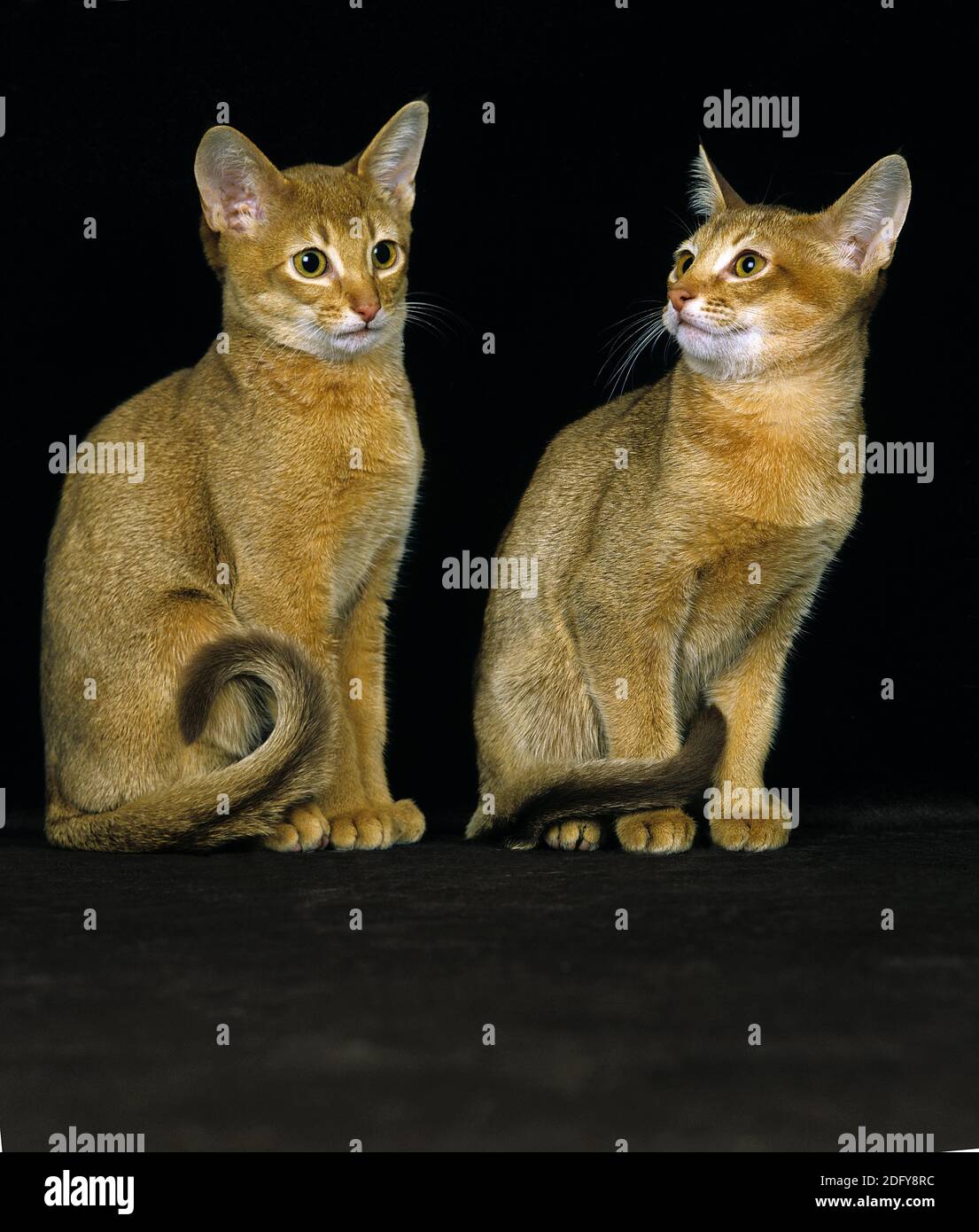 Red Abyssinian Domestic Cat, Adults sitting against Black Background ...