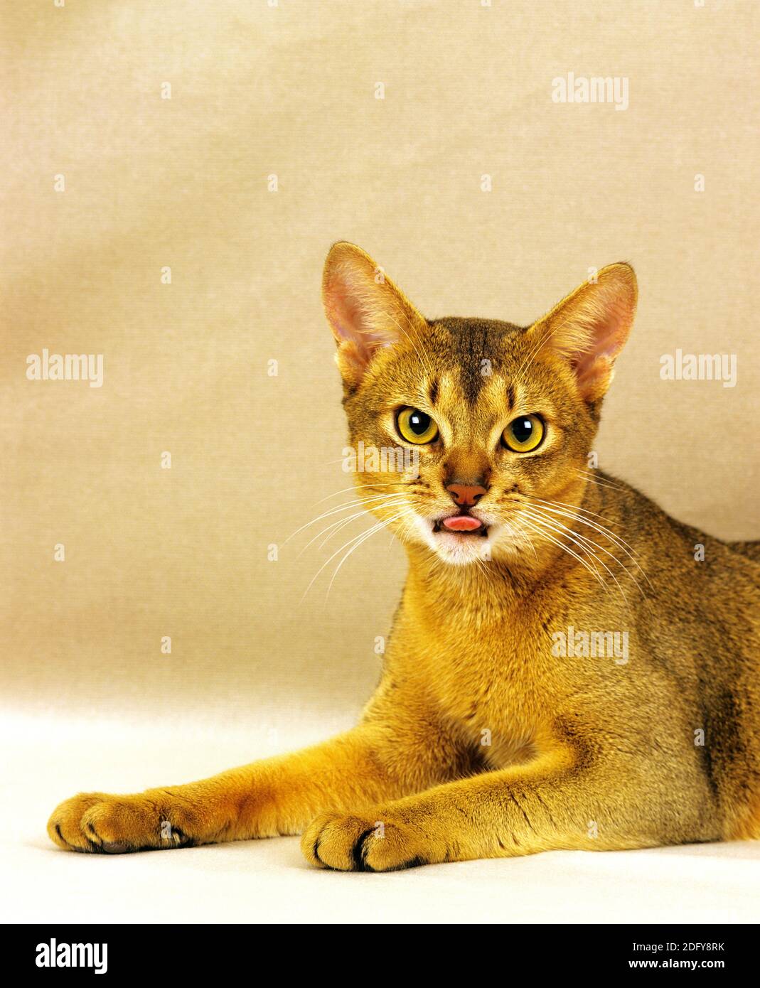 Abyssinian Domestic Cat, Adult with Tongue out, Funny Face Stock Photo ...