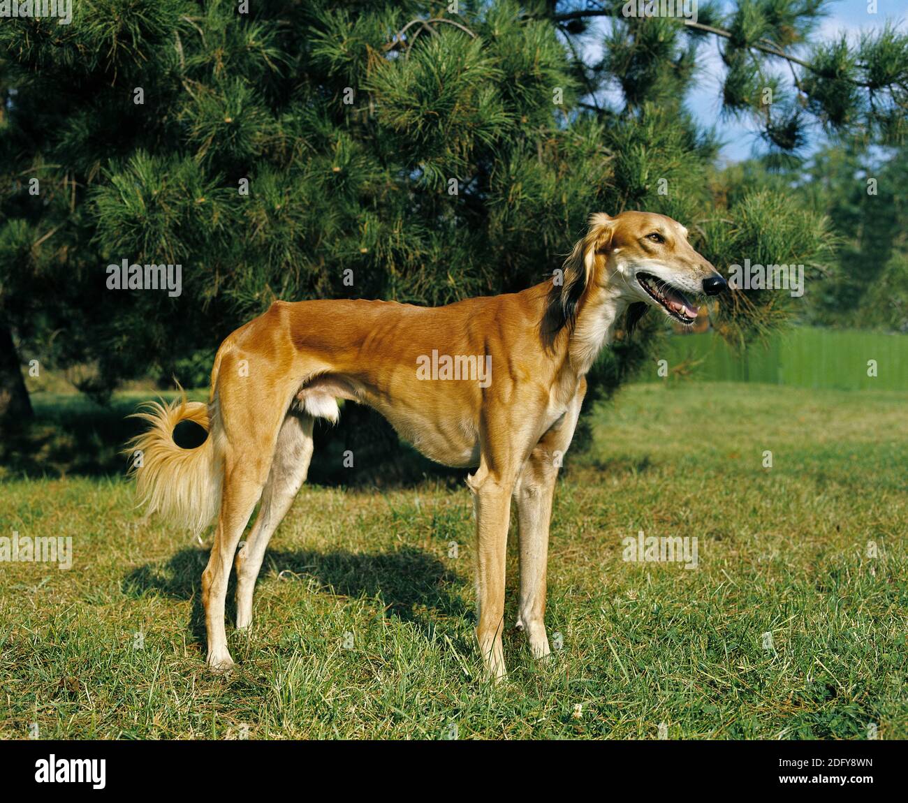 Adult dog standing on grass hi-res stock photography and images - Alamy